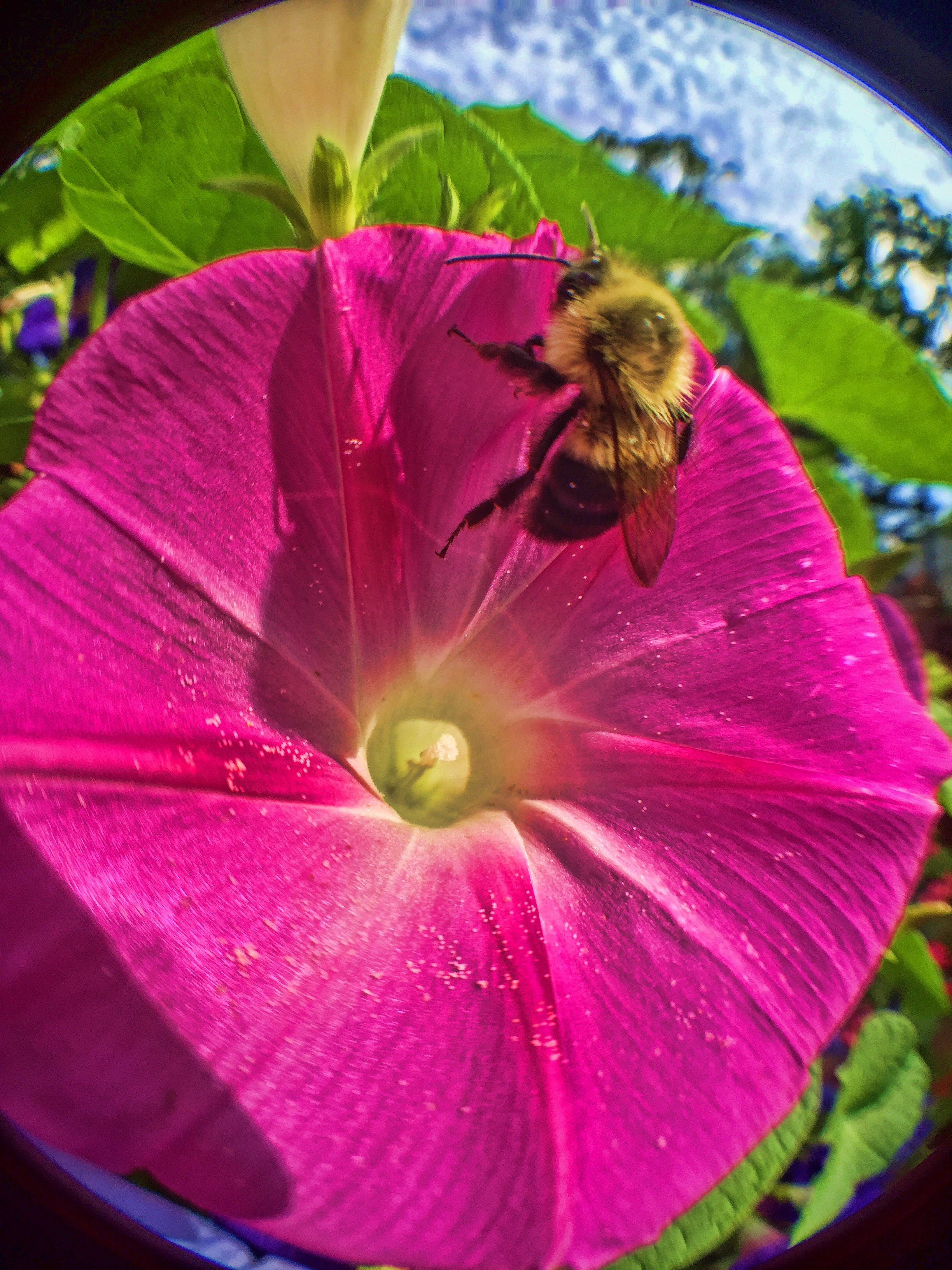 Bumblebee on Morning Glory | Shutterbug